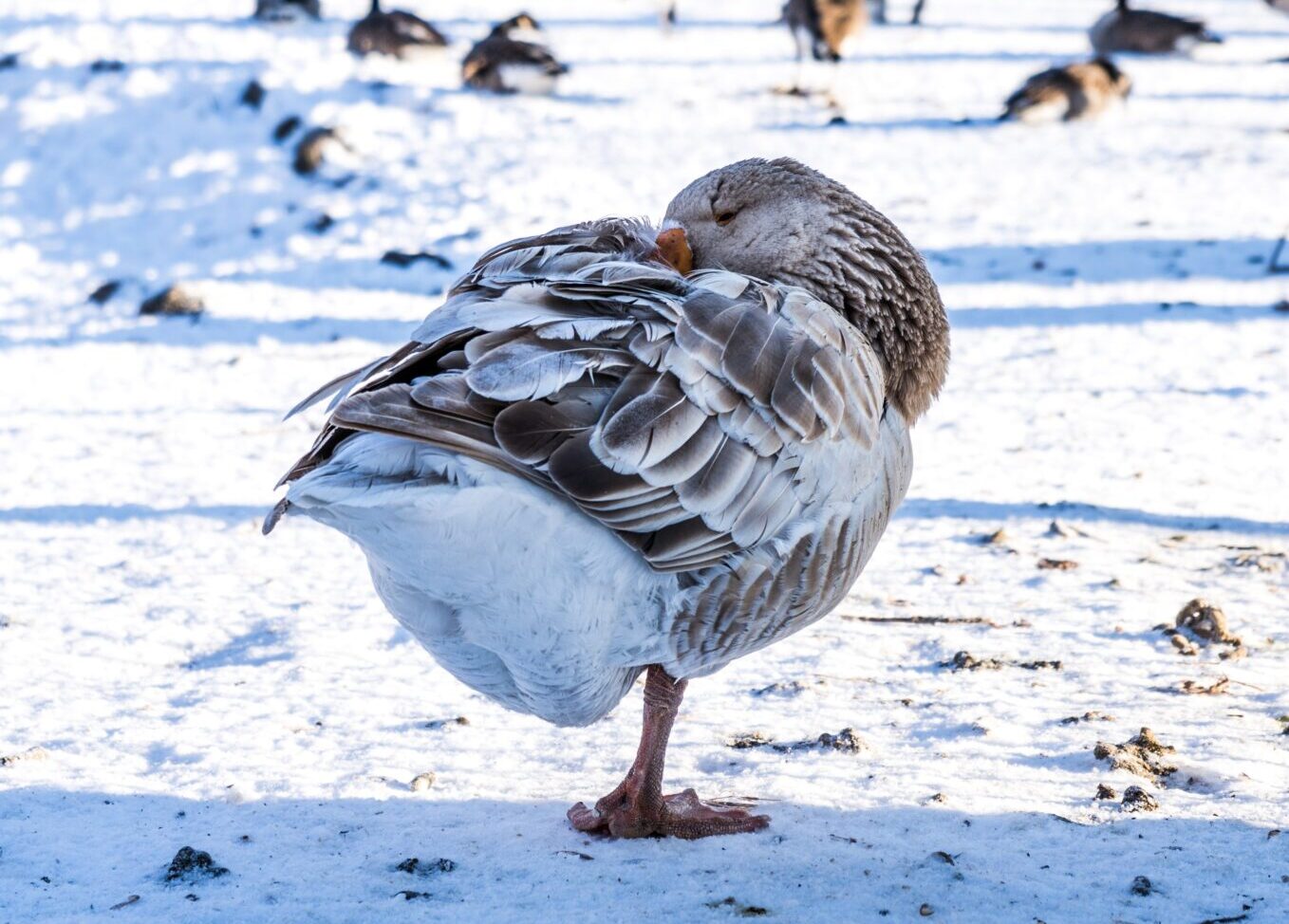 『The Snow Goose』CAMEL | LOG